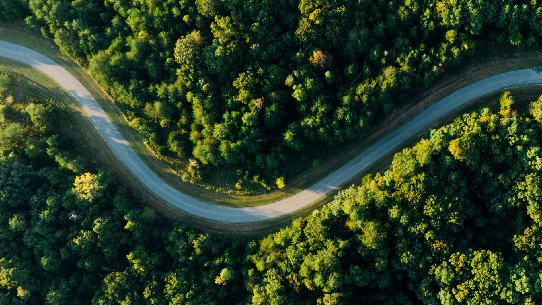 Why Forest Investment Could Be Your Next Smart Move | FF Forest Blog